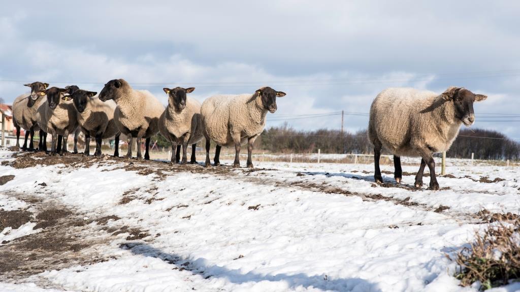 Týden v zemědělství podle Petra Havla – č. 52