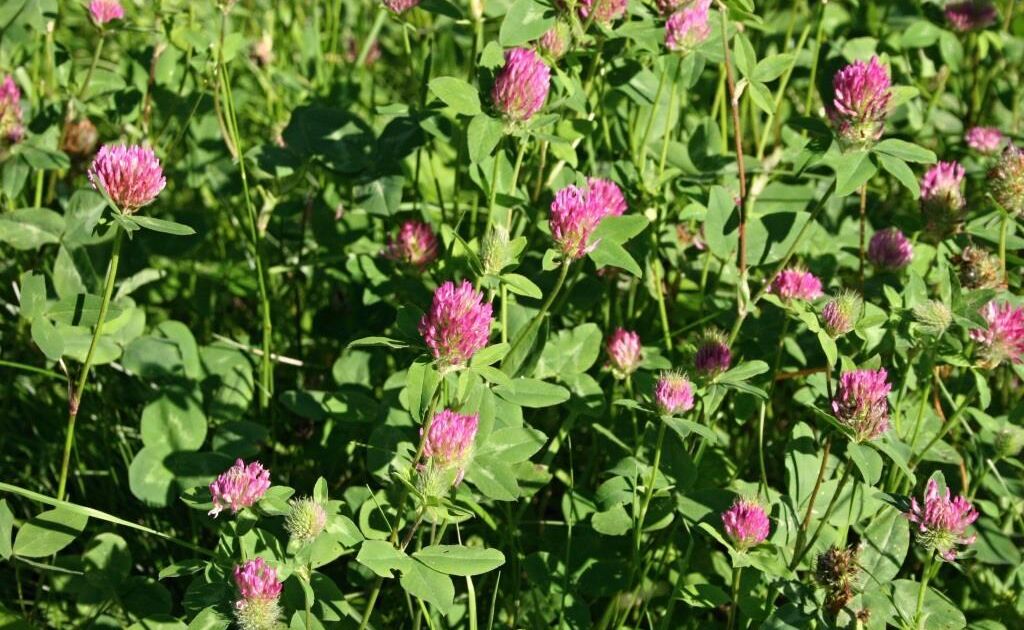 Víceleté pícniny podporují ukládání uhlíku v půdě