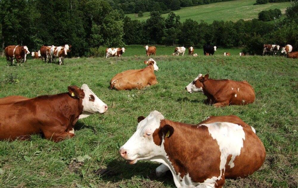 Agrofarma Merboltice