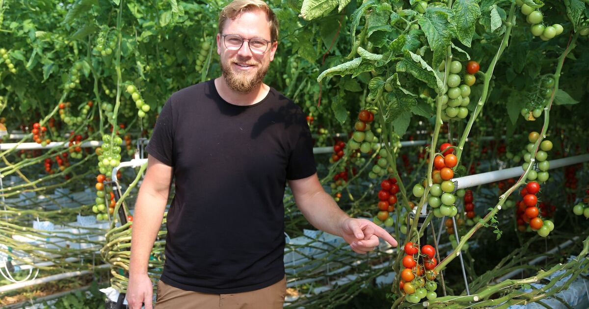 Rajčata a jahody pěstují podle počítače. Na farmě testují budoucnost ...